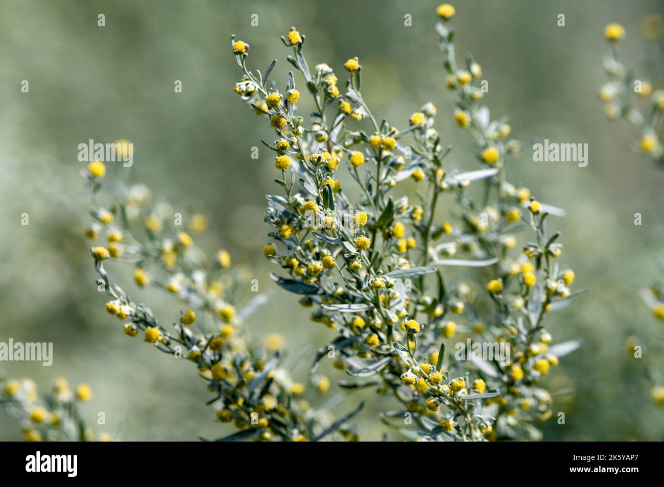 Botanical collection, leaves and berries of silver mound artemisia ...