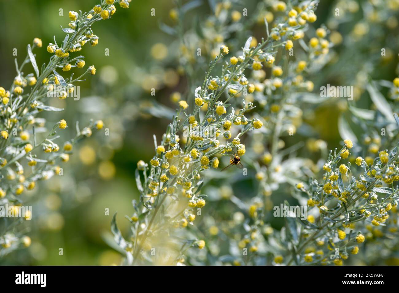 Botanical collection, leaves and berries of silver mound artemisia ...
