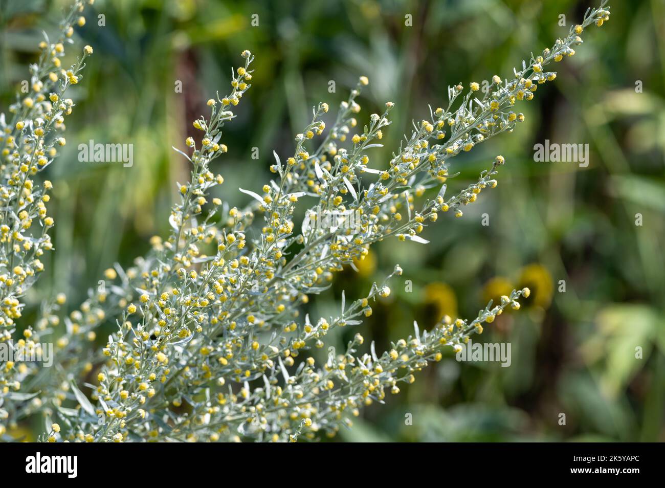 Botanical collection, leaves and berries of silver mound artemisia ...