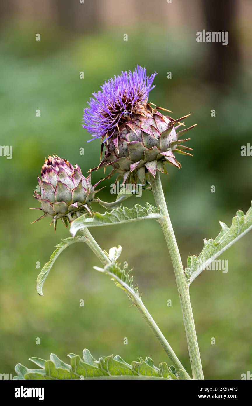 Cynara cardunculus or prickly artichoke plants growing in garden Stock ...