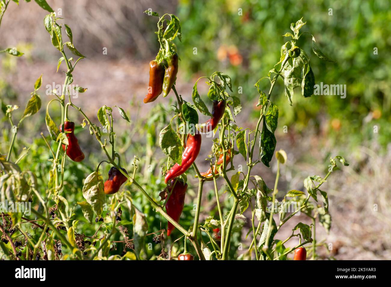 Farm field with ripe red hot chili peppers, ready to harvest ...