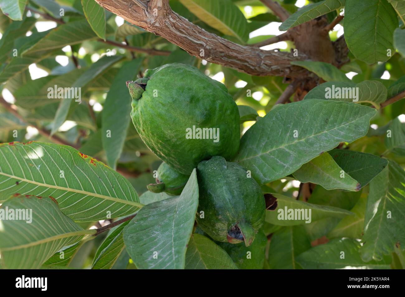 Common guava tropical plant with tasty aromatic fruits growing near ...