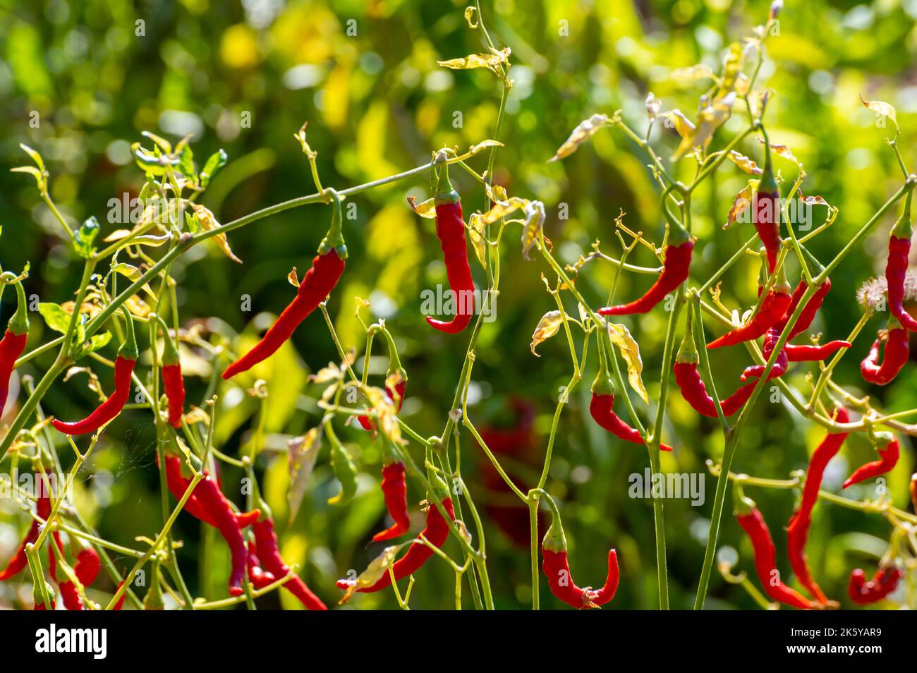 Farm field with ripe red hot chili peppers, ready to harvest ...