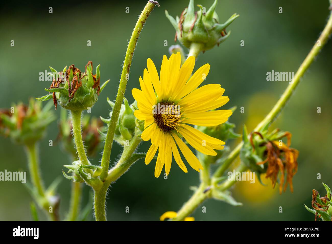 Yellow flowers heads of Silphium laciniatum or compass plant growing in ...