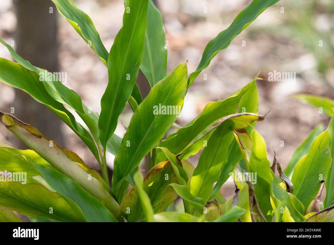 Cardamom Leaves
