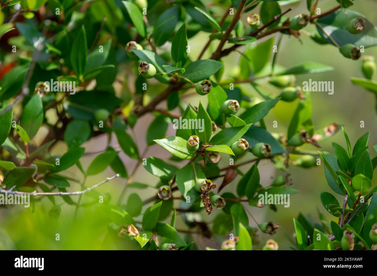 Botanical collection, leaves and berries of myrtus communis or true ...