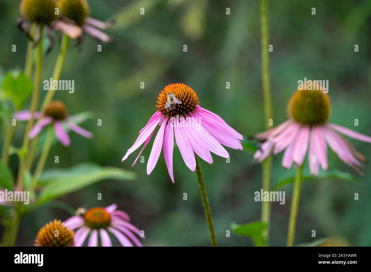 Blossom of echinacea purpurea magnus or coneflower in garden in summer ...