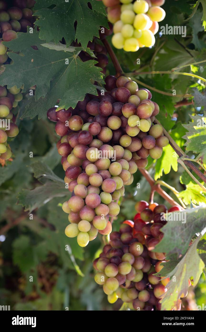 Bunches of pink ripening table grapes berries hanging down from pergola ...