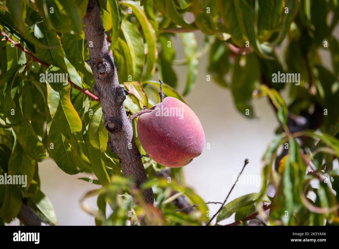 Fruit orchard on Cyprus with plantation of peach trees with big ripe ...