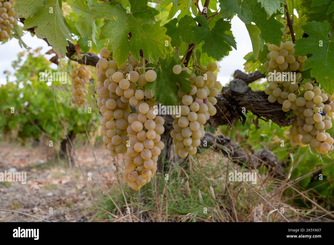 Mavro grapes hi-res stock photography and images - Alamy