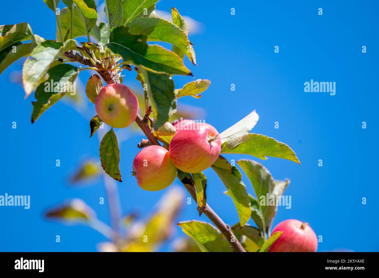 Fruit orchard on Cyprus with apple trees with small red fruits Stock ...