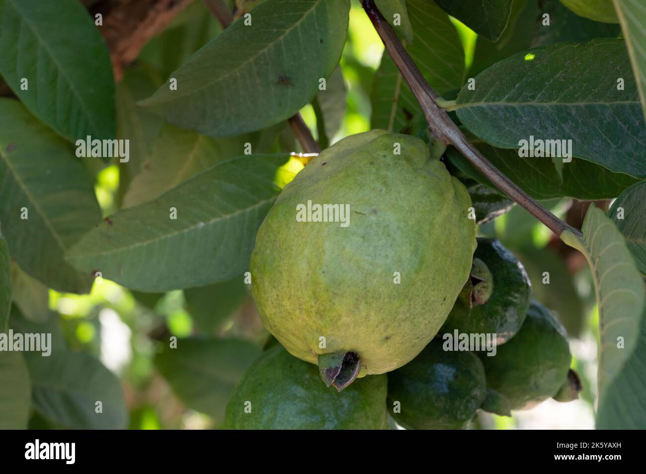 Common guava tropical plant with tasty aromatic fruits growing near ...