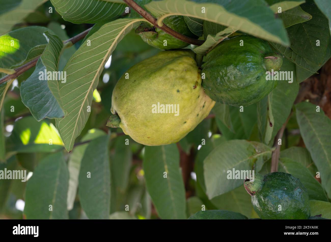 Common guava tropical plant with tasty aromatic fruits growing near ...