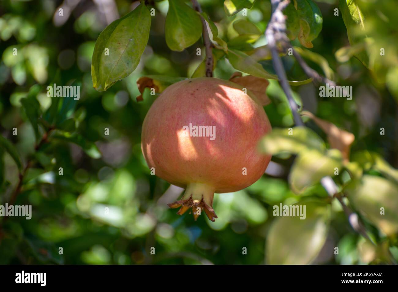 Pomegranate tree with sweet ripe fruits ready to harvest, fruit orchard ...