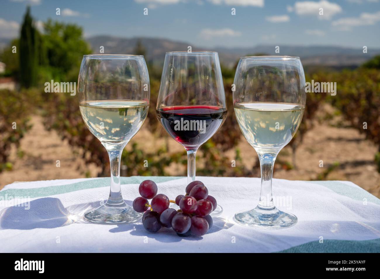 Tasting of red and white wines on vineyards of Cyprus. Wine production ...