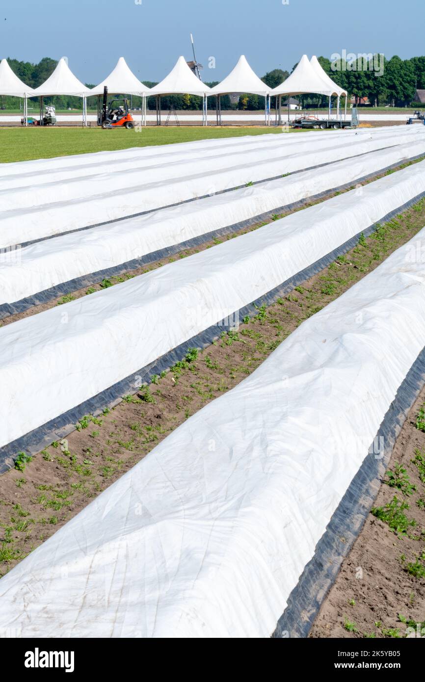 Plastic film covered fields with growing asparagus vegetables on Dutch ...