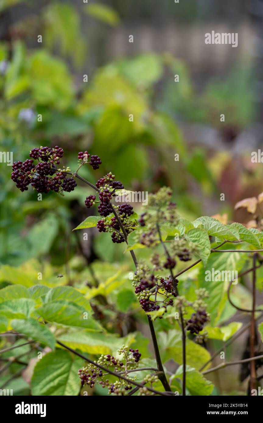 Woody shrub of Eleutherococcus senticosus or Siberian ginseng or ...