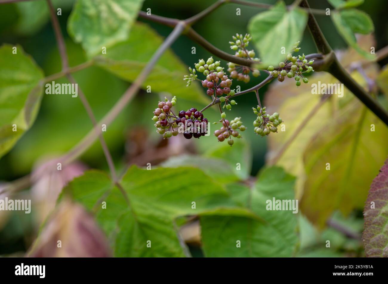 Woody shrub of Eleutherococcus senticosus or Siberian ginseng or ...