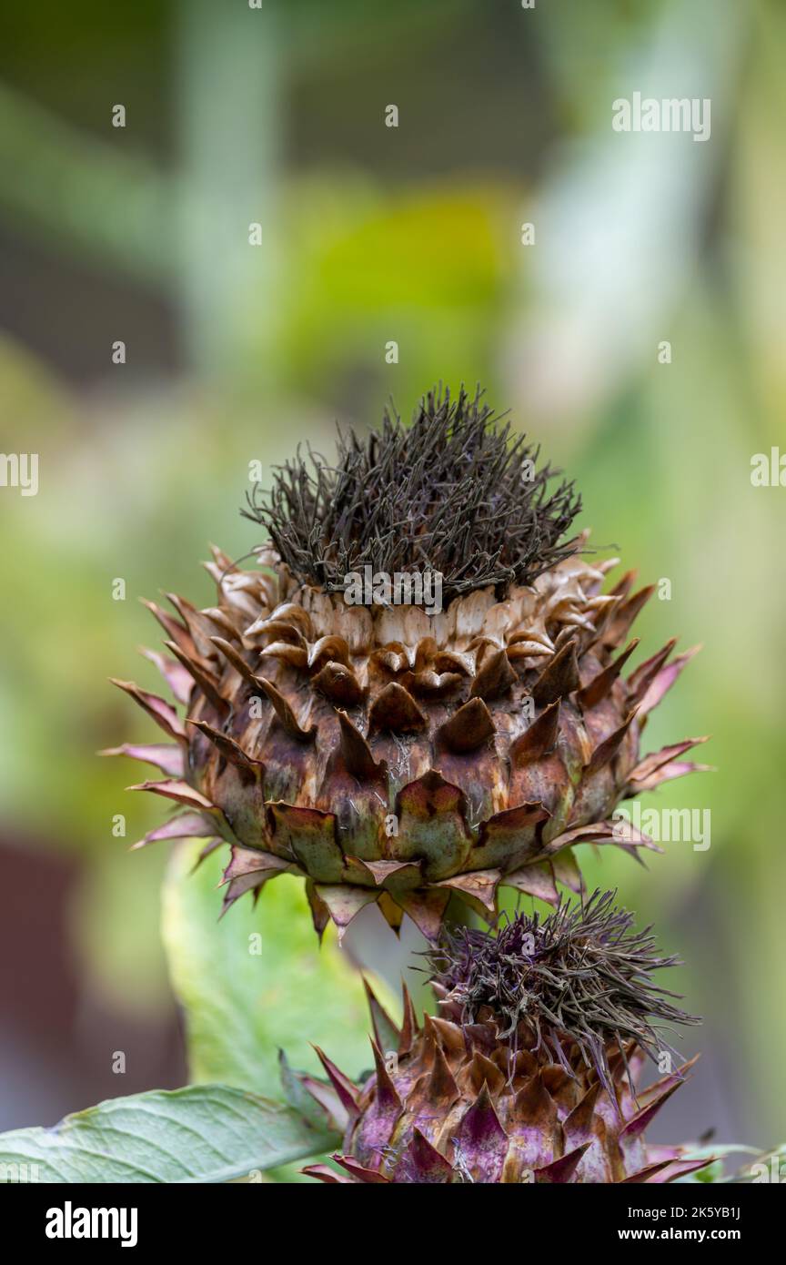 Cynara cardunculus or prickly artichoke plants growing in garden Stock ...