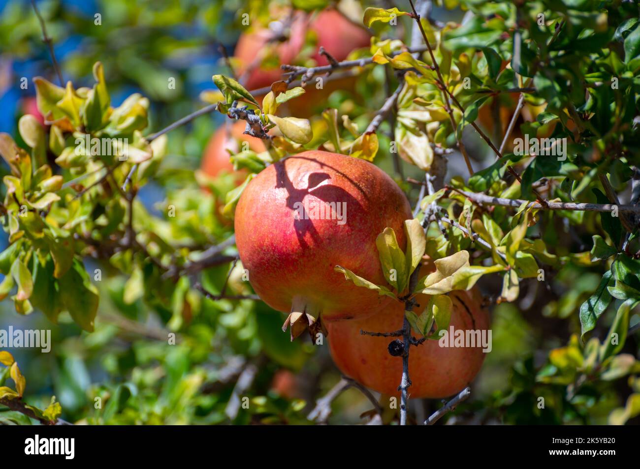 Pomegranate tree with sweet ripe fruits ready to harvest, fruit orchard ...