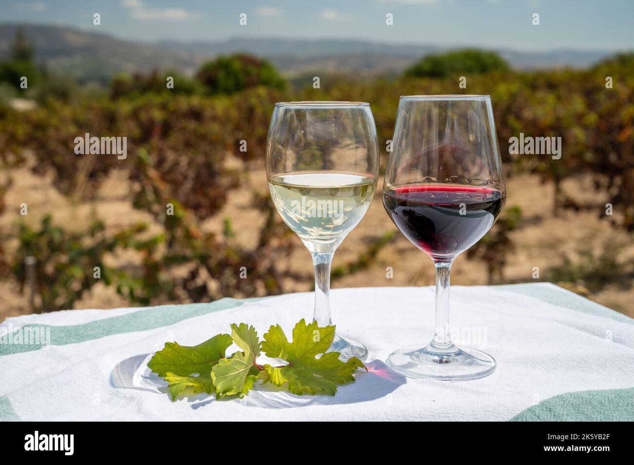Tasting of red and white wines on vineyards of Cyprus. Wine production ...