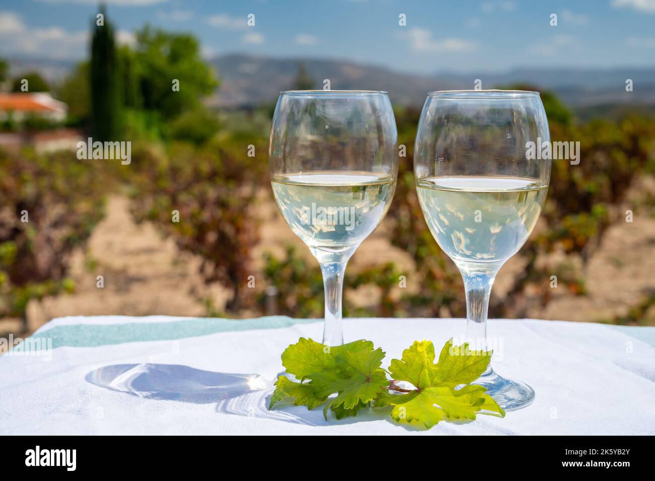 Tasting of white wines on vineyards of Cyprus. Wine production on ...