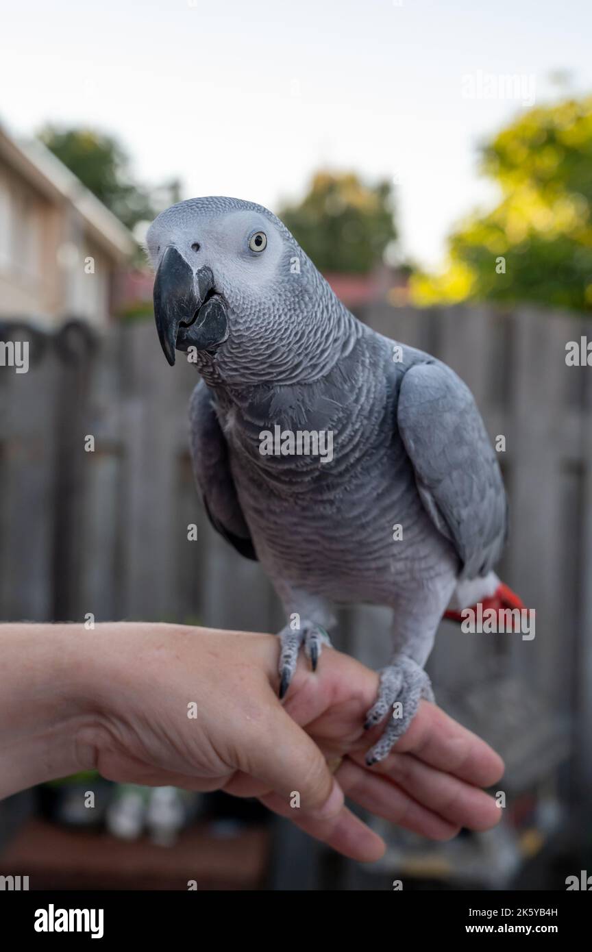 African grey parrot with red tail sitting on hand outdoor Stock Photo ...