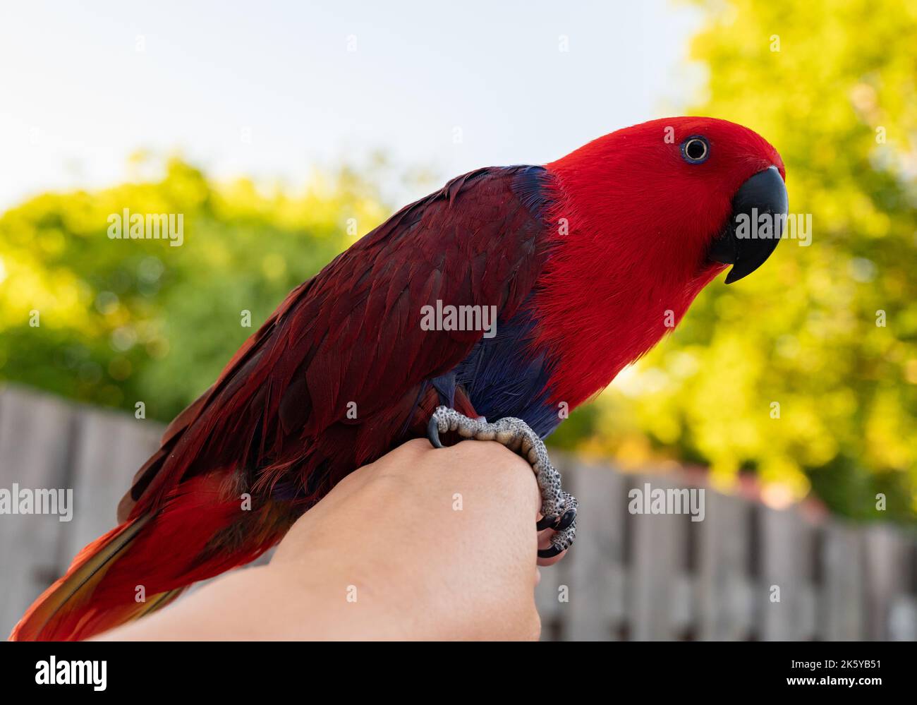 Eclectus female parrot native to the Solomon Islands, Australia, and ...