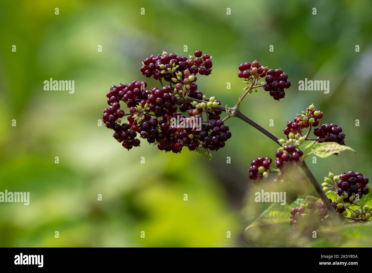 Woody shrub of Eleutherococcus senticosus or Siberian ginseng or ...