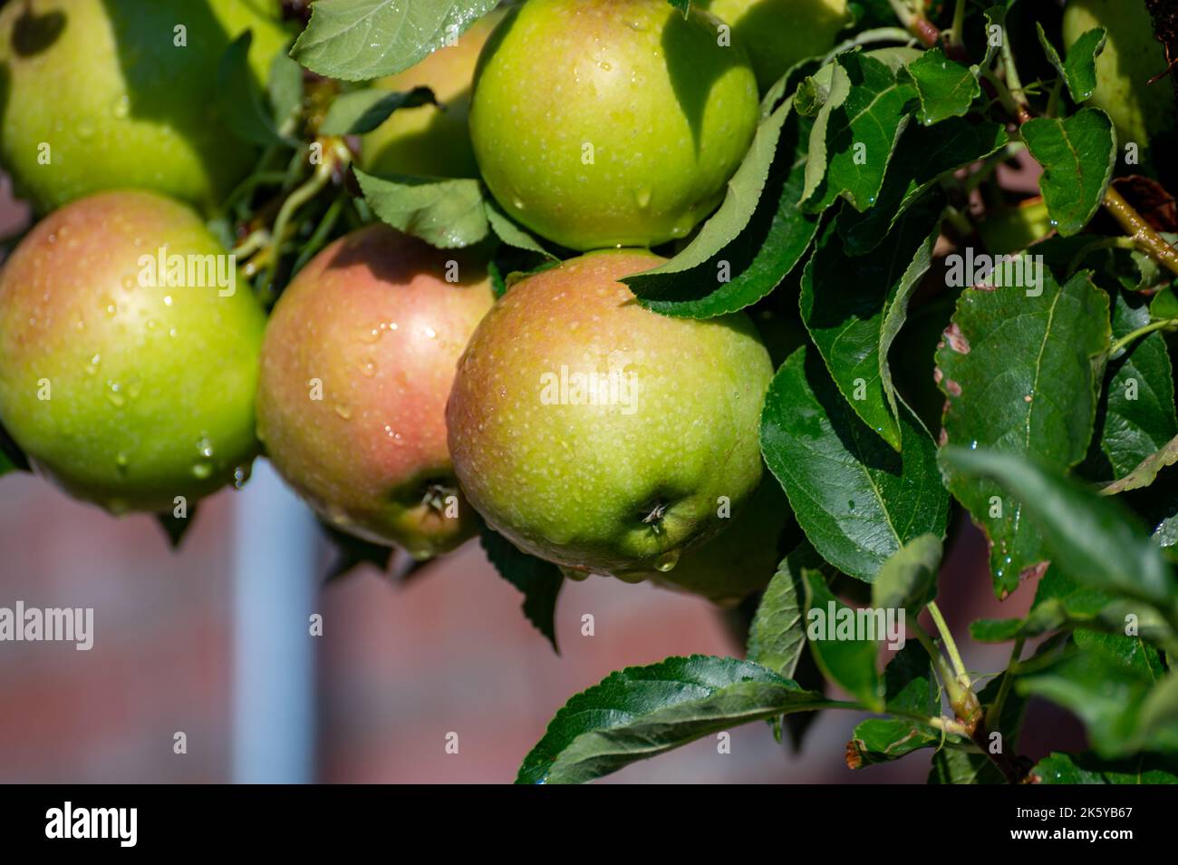 Brunch of apple tree with many apple fruits in orchard close up after ...
