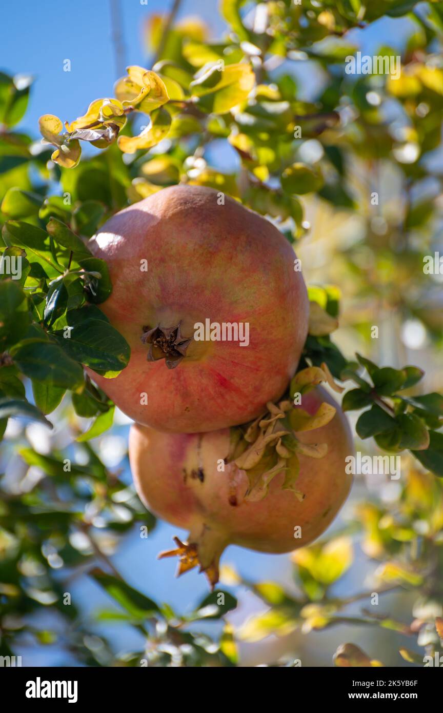 Pomegranate tree with sweet ripe fruits ready to harvest, fruit orchard ...