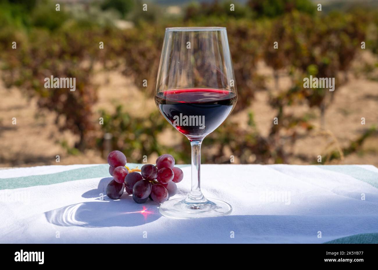 Tasting of red wine on vineyards of Cyprus. Wine production on Cyprus ...