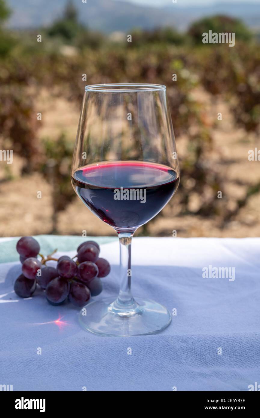 Tasting of red wine on vineyards of Cyprus. Wine production on Cyprus ...