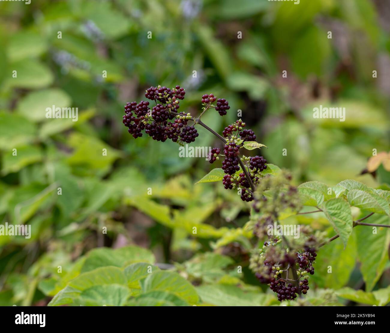 Woody shrub of Eleutherococcus senticosus or Siberian ginseng or ...
