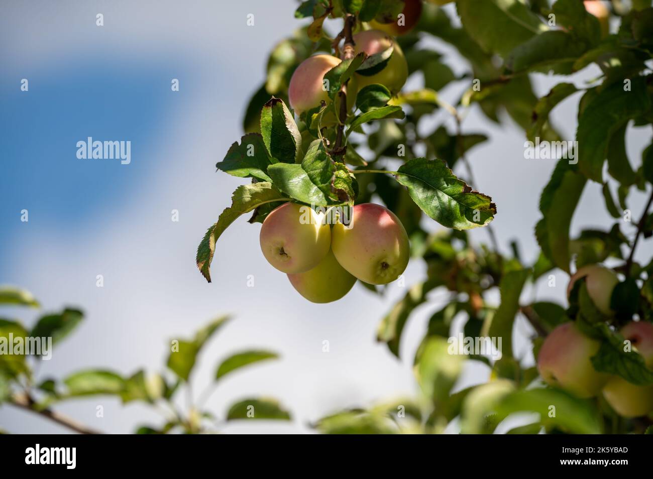 Fruit orchard on Cyprus with apple trees with small red fruits Stock ...