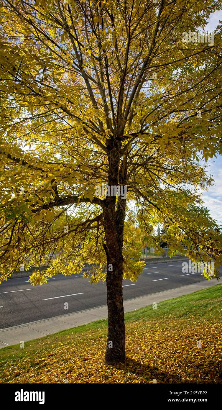 Autumn Trees Calgary Alberta Stock Photo - Alamy
