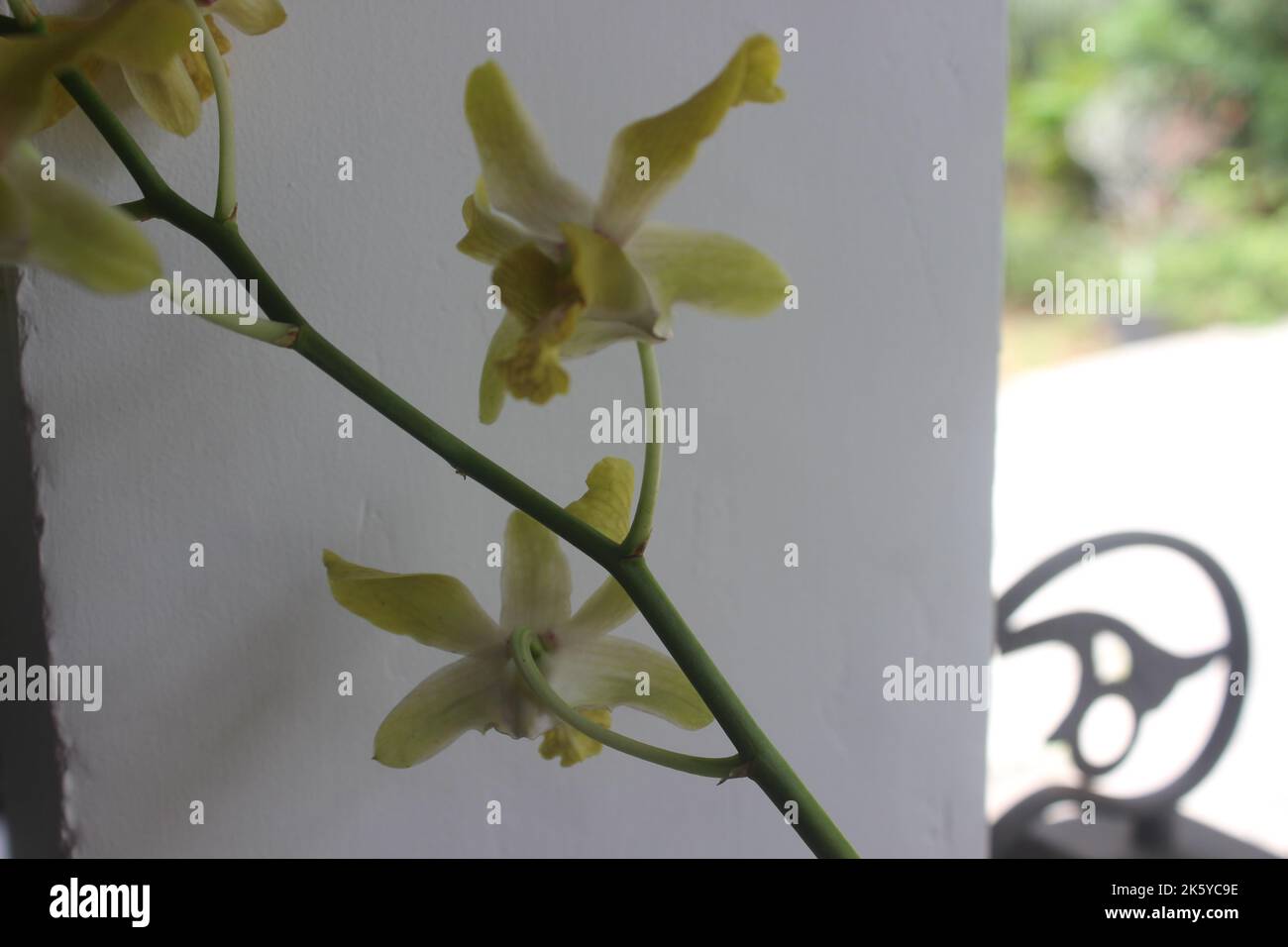 Selective focus of beautiful yellow Dendrobium orchid flower in garden ...