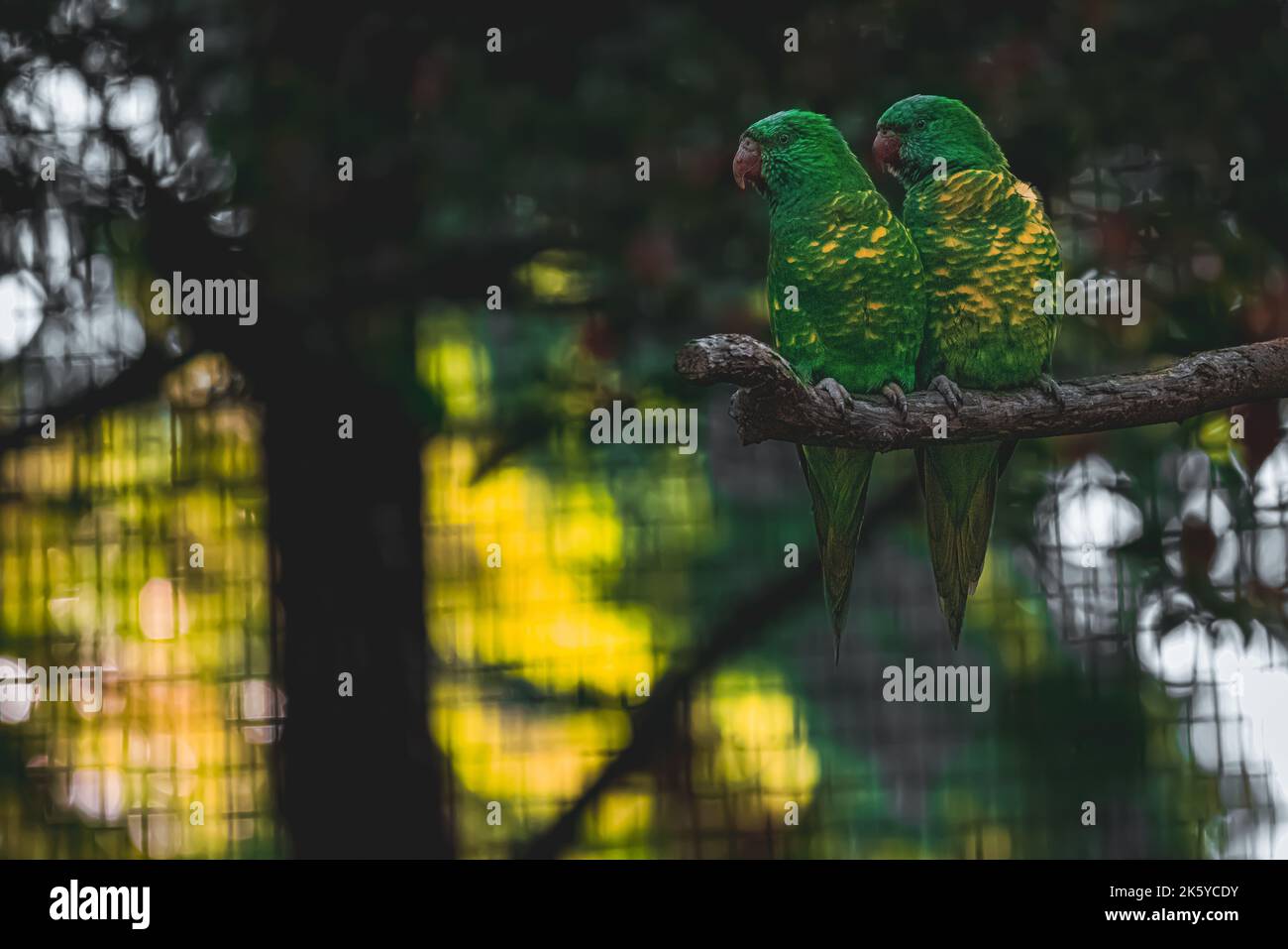 A pair of exotic green parakeets on a branch in a cage Stock Photo - Alamy