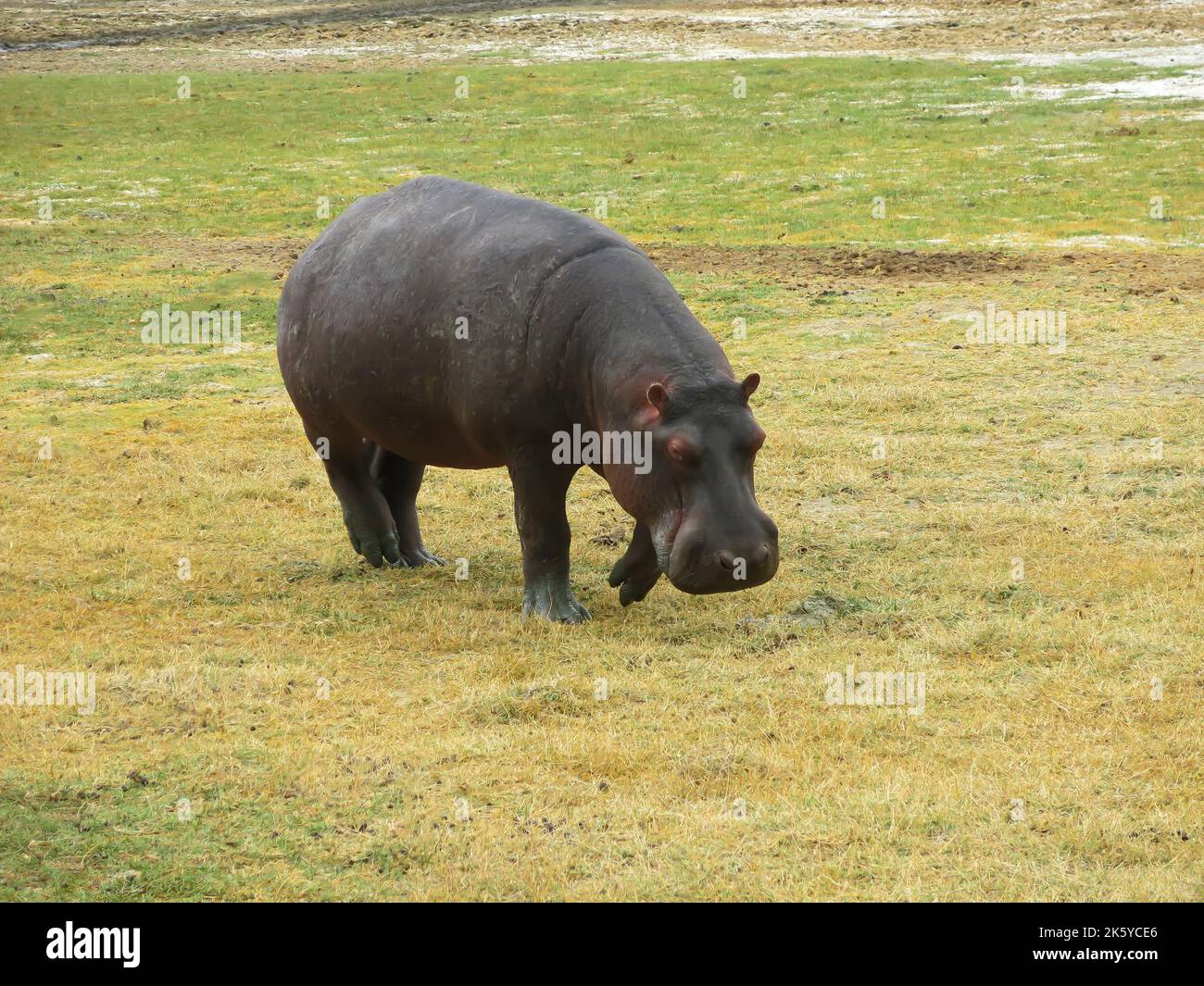 Hippipotamidae hi-res stock photography and images - Alamy