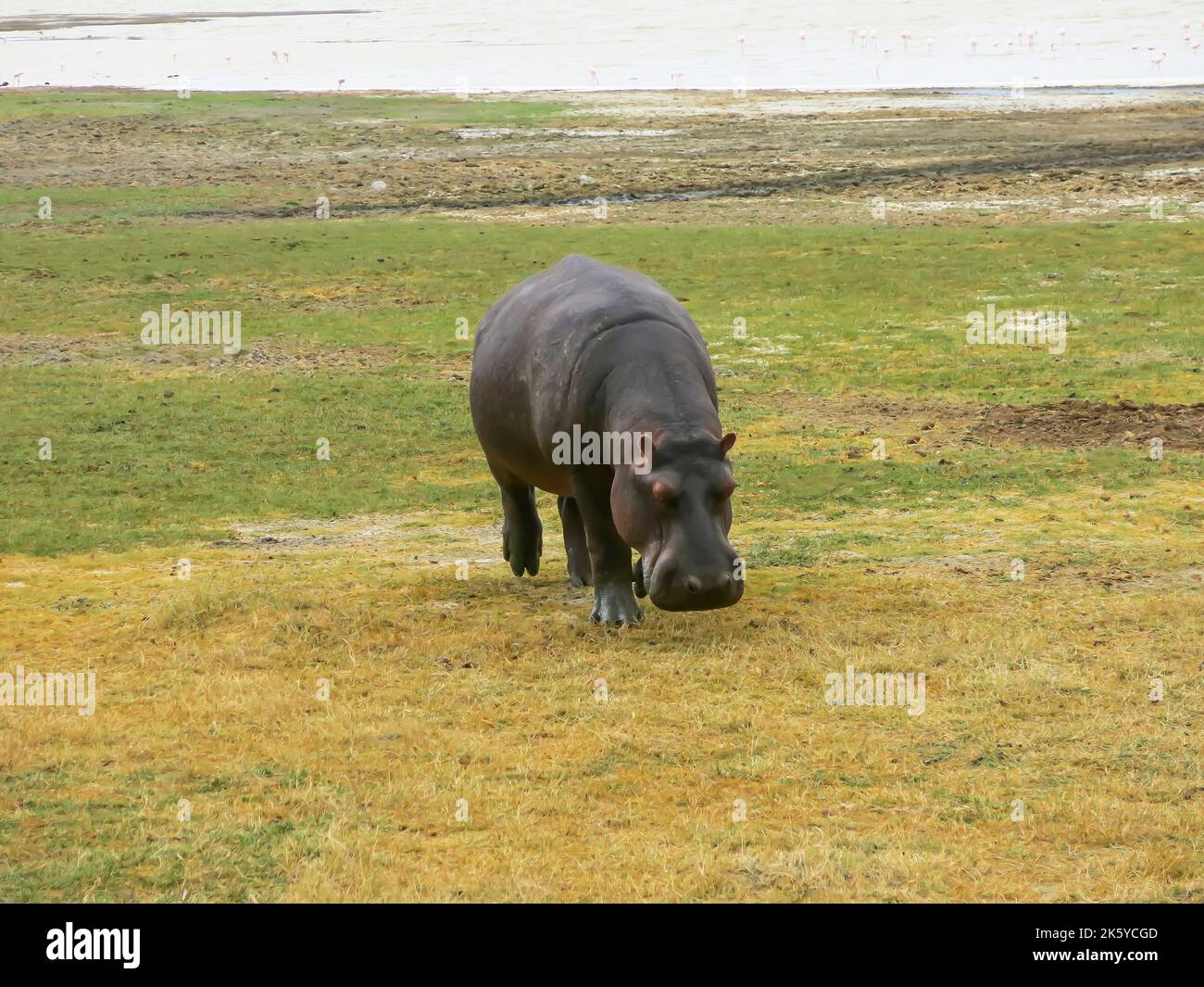 Hippopotamus Grazing in Grassy Field, Tanzania, East Africa Stock Photo ...