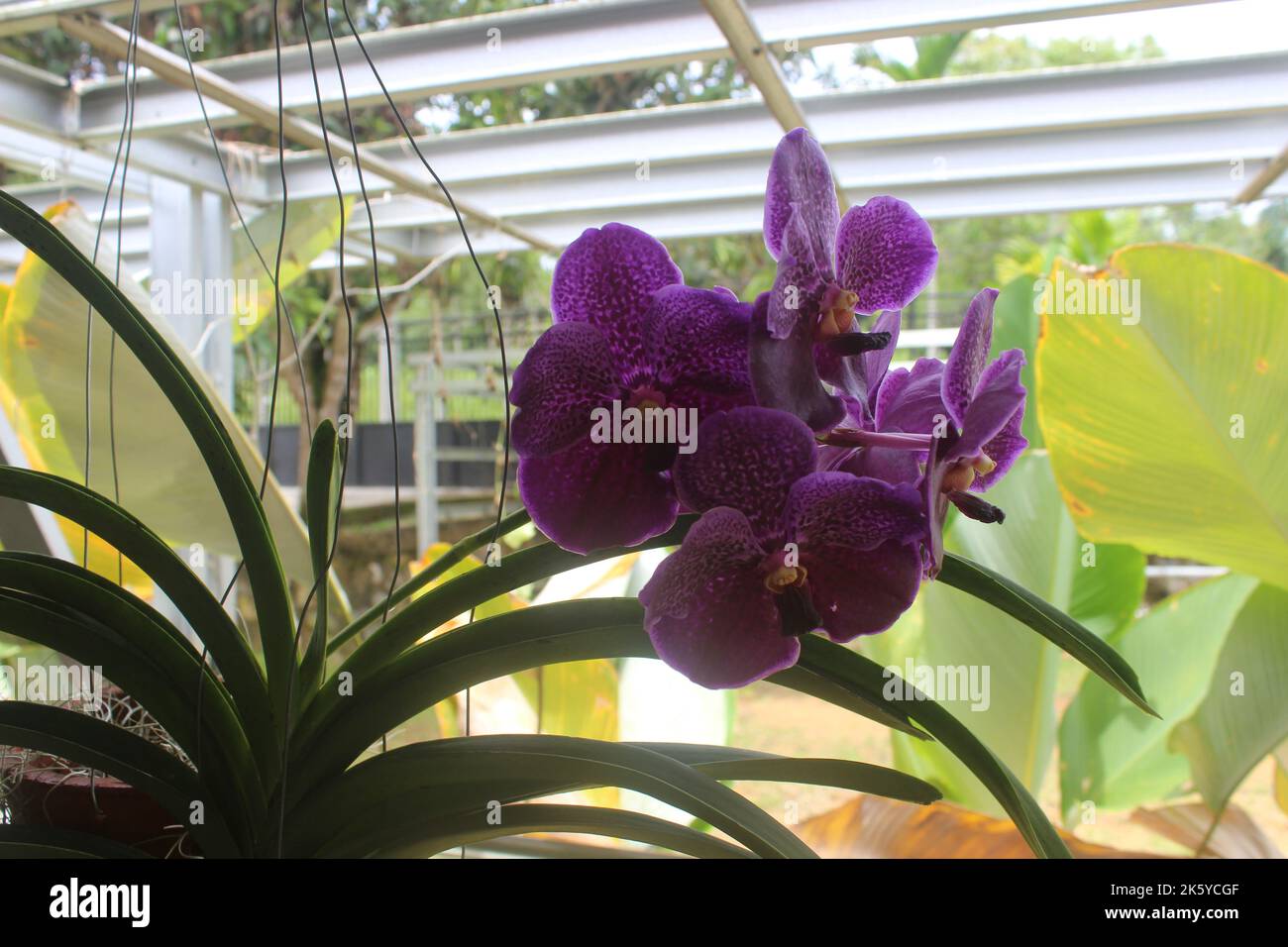 Selective focus of beautiful Vanda pure wax blue "PLE" orchid flowers ...