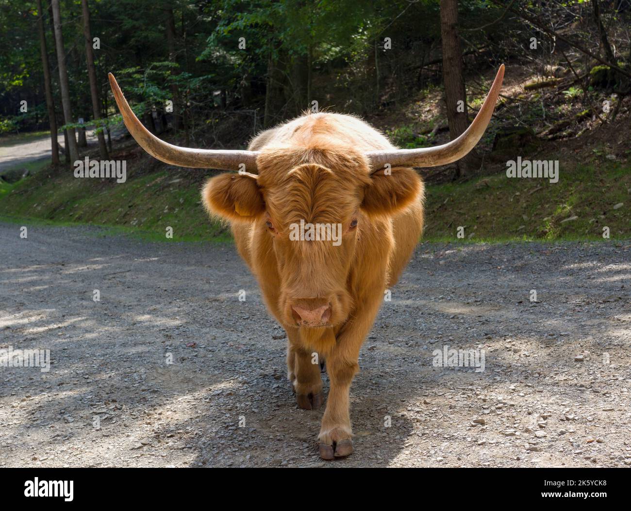 A view of a beautiful Highland cattle on a road looking at the camera ...