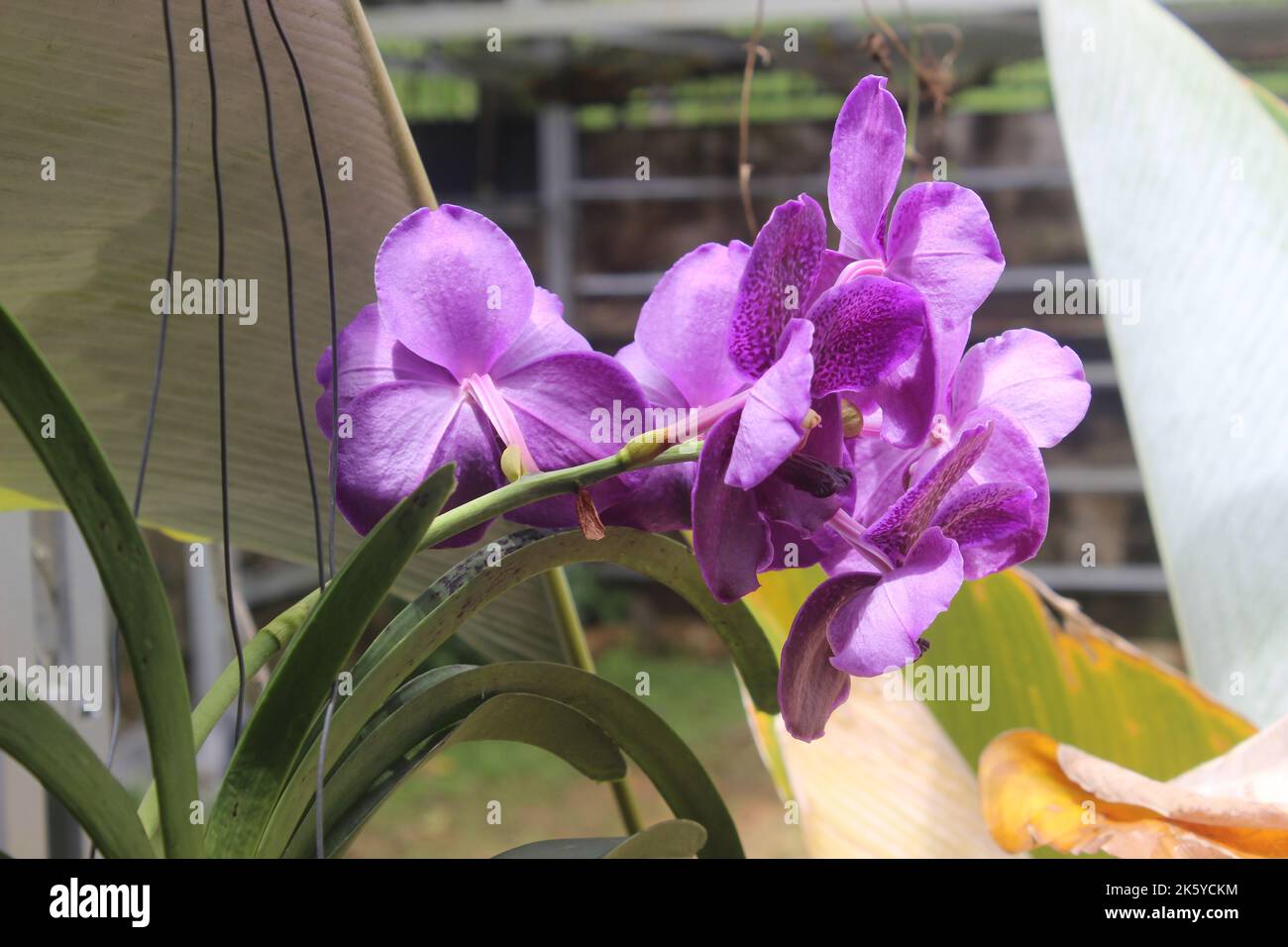 Selective focus of beautiful Vanda pure wax blue "PLE" orchid flowers ...