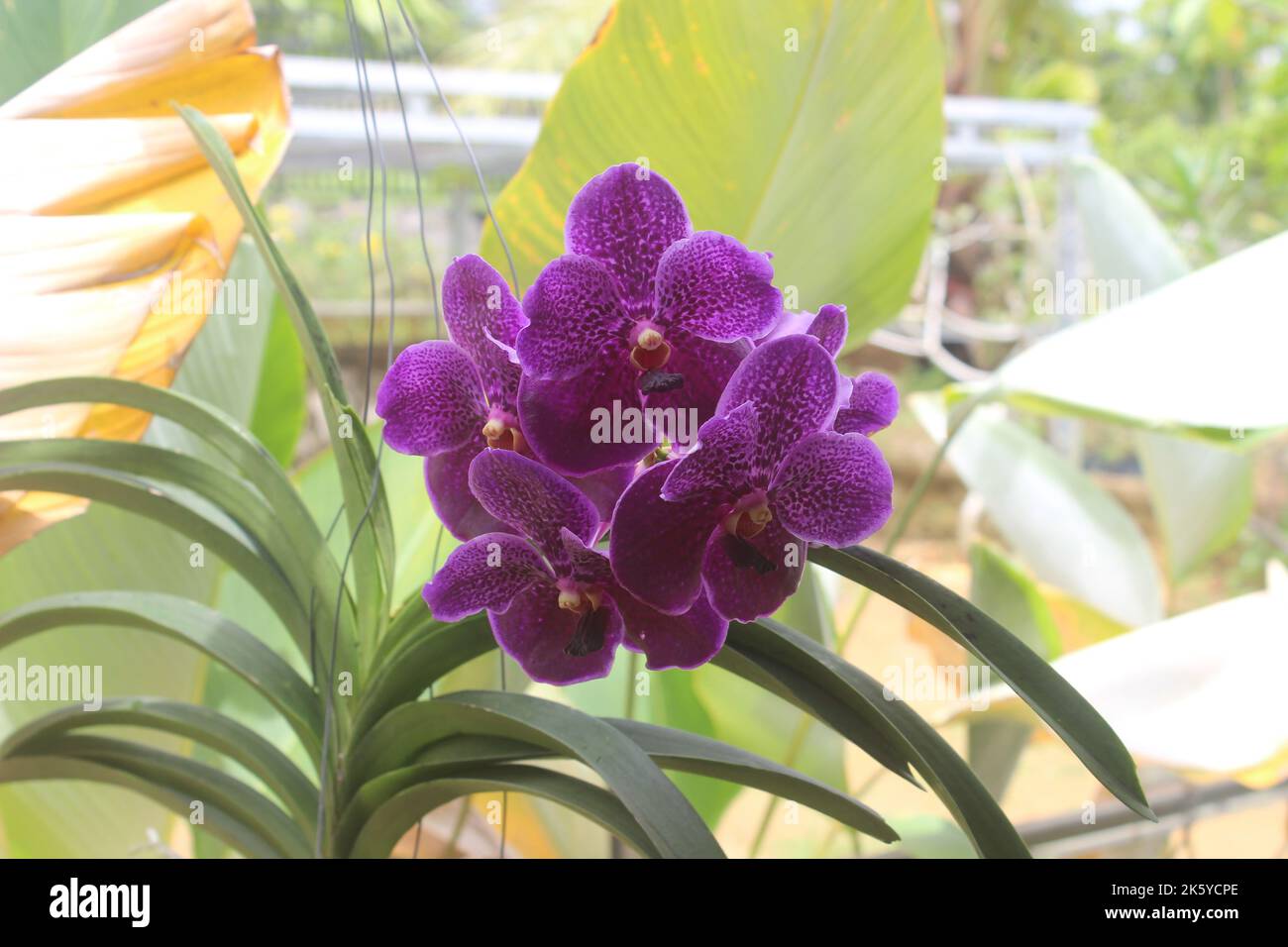 Selective focus of beautiful Vanda pure wax blue "PLE" orchid flowers ...