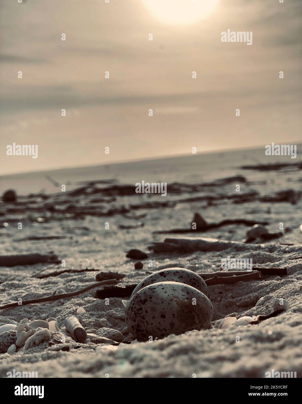A vertical shot of different objects lying on the sand of a beach Stock ...