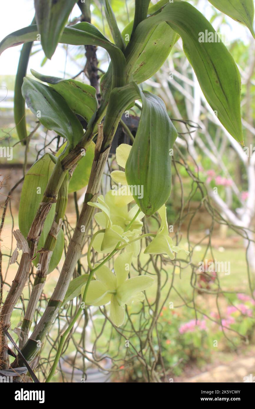 Dendrobium green hi-res stock photography and images - Alamy