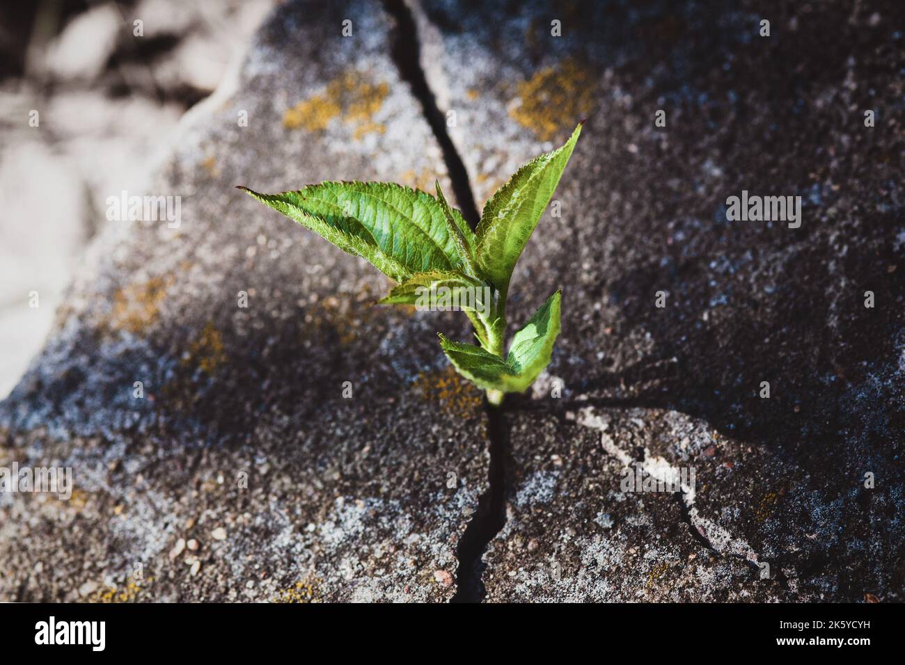 Symbol of eternal life hi-res stock photography and images - Alamy