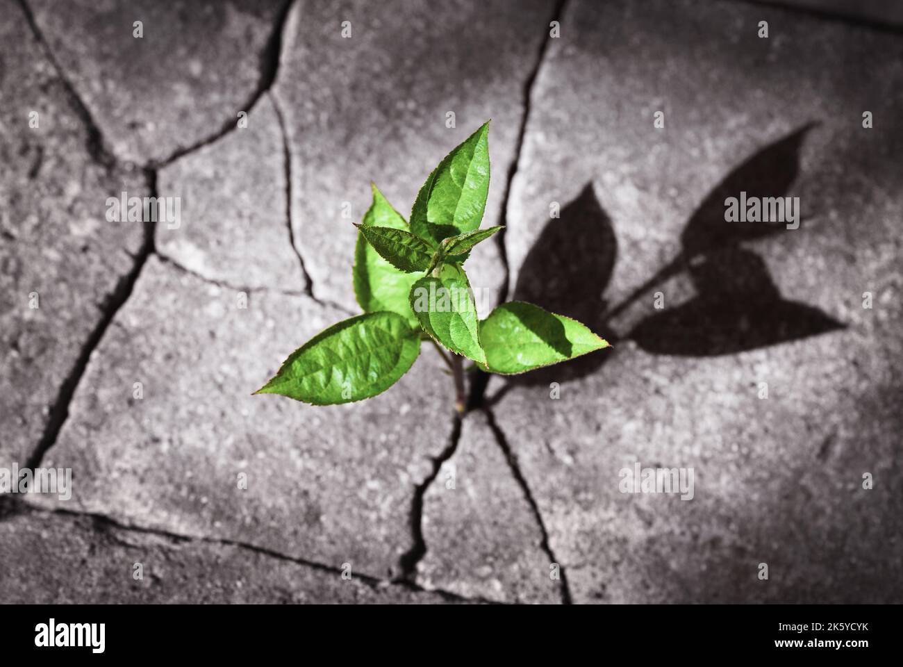 New life concept, small tree sprout growing in ruins, plant grown on ...