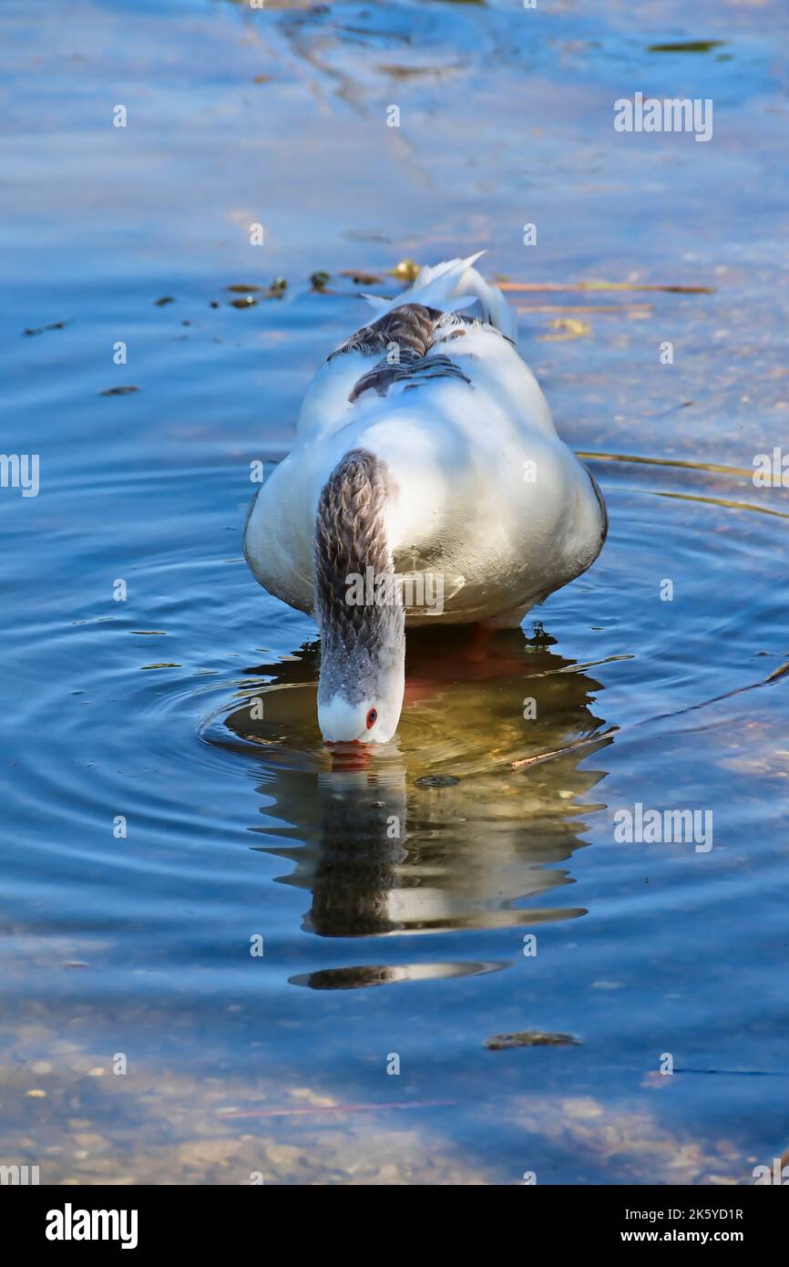 A vertical shot of a gray white goose fishing in a pond Stock Photo - Alamy