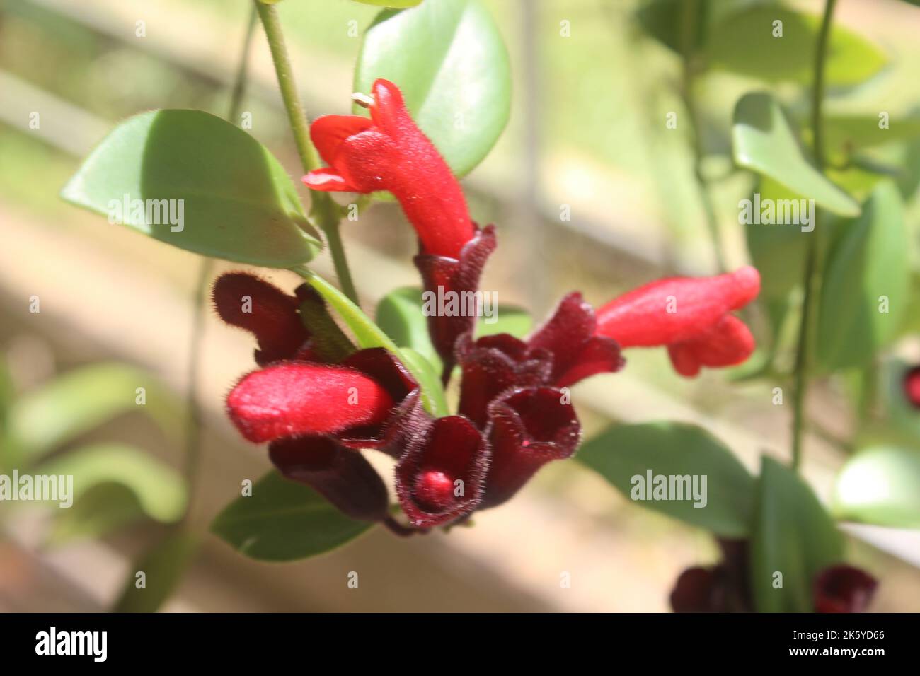 Close-up of beautiful red aeschynanthus flowers on blurred background ...